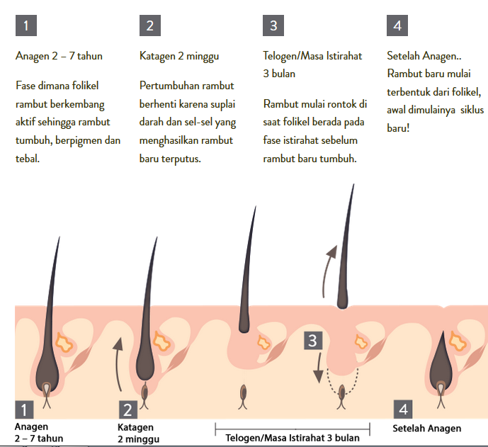 Mengatasi dan Mencegah Kerontokan Parah Pada Rambut